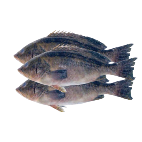 Badèche (Mérou) 1Kg - senypoissonnerie